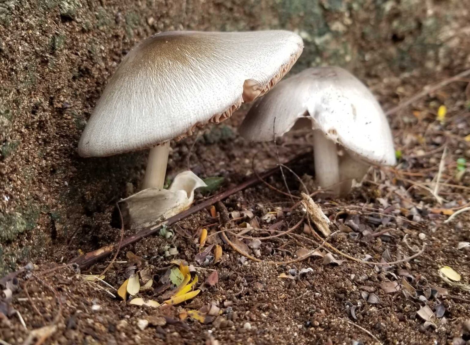 Вольвариелла вольвовая (Volvariella volvacea) фото и описание