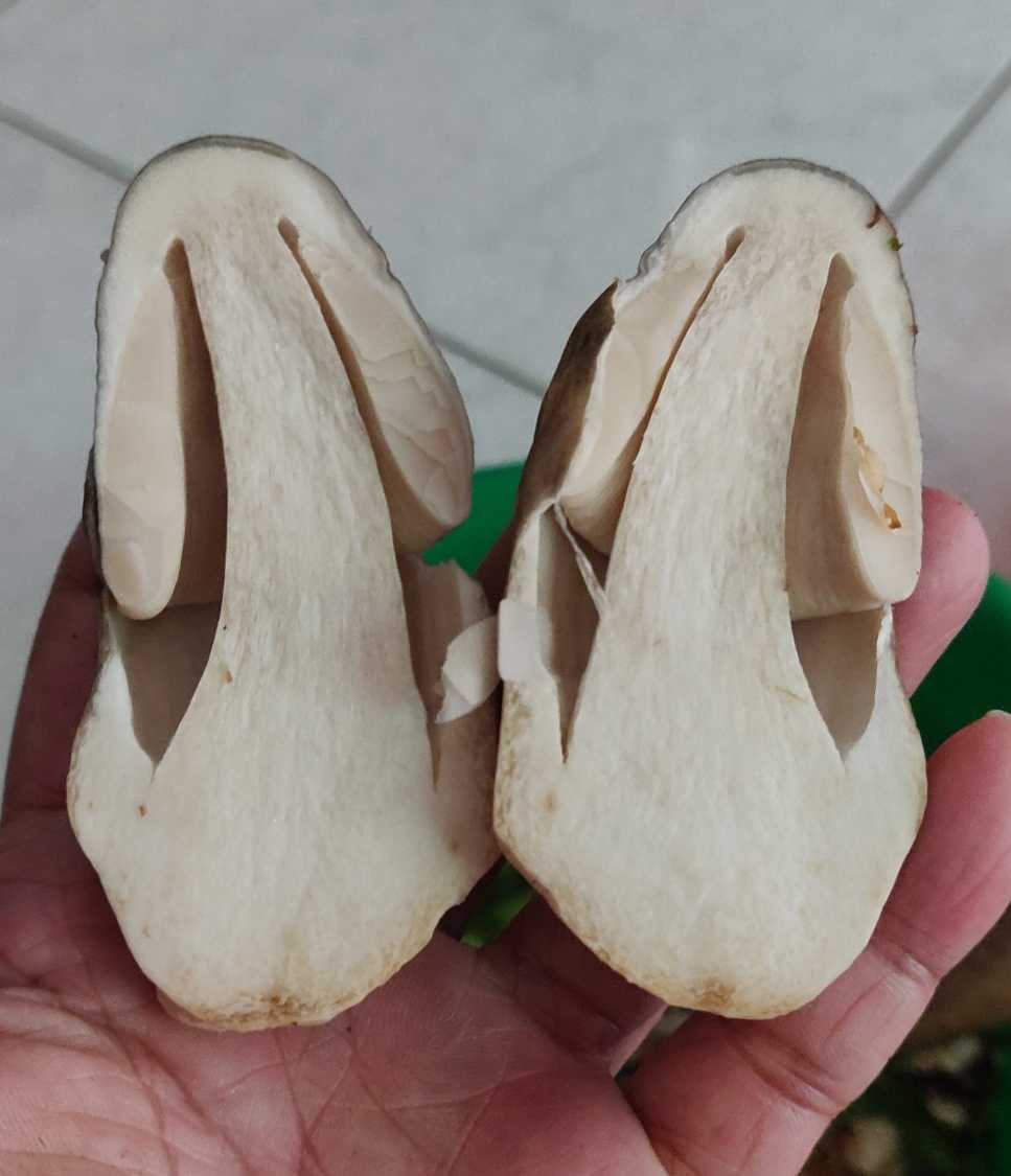 Вольвариелла вольвовая (Volvariella volvacea) фото и описание