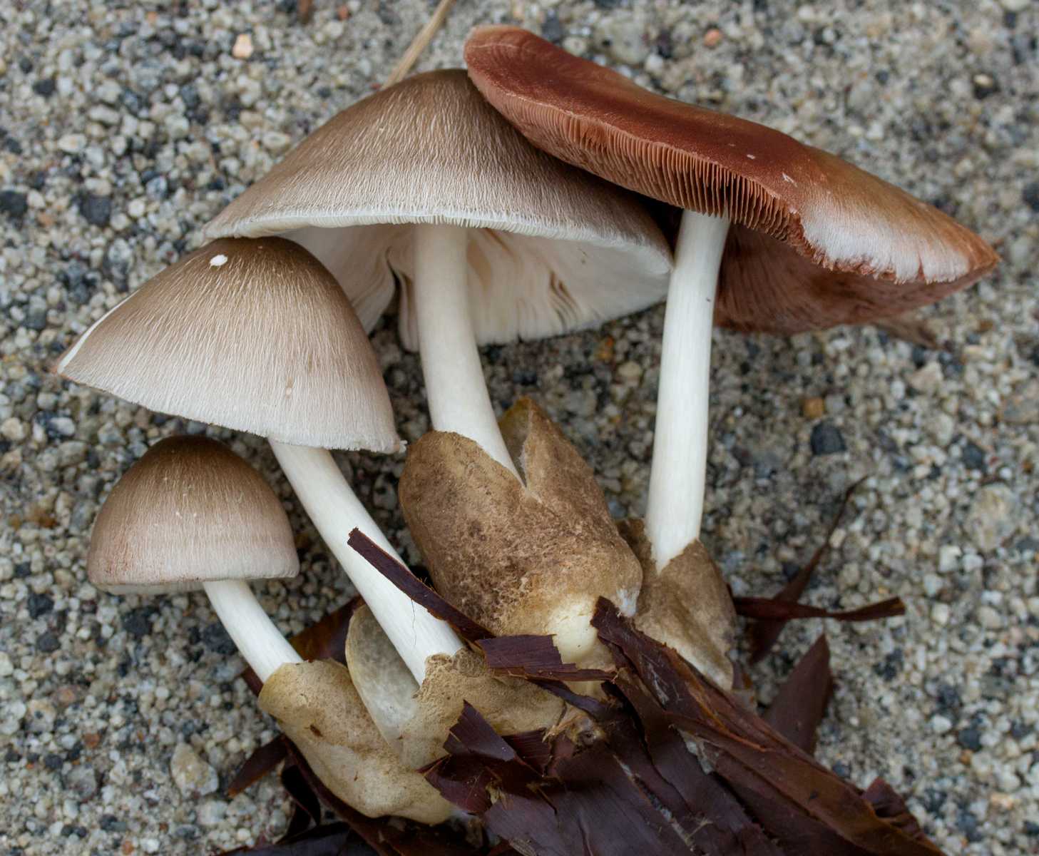 Вольвариелла вольвовая (Volvariella volvacea) фото и описание