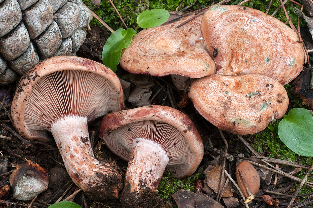 Рыжик винный (Lactarius vinosus) фото и описание
