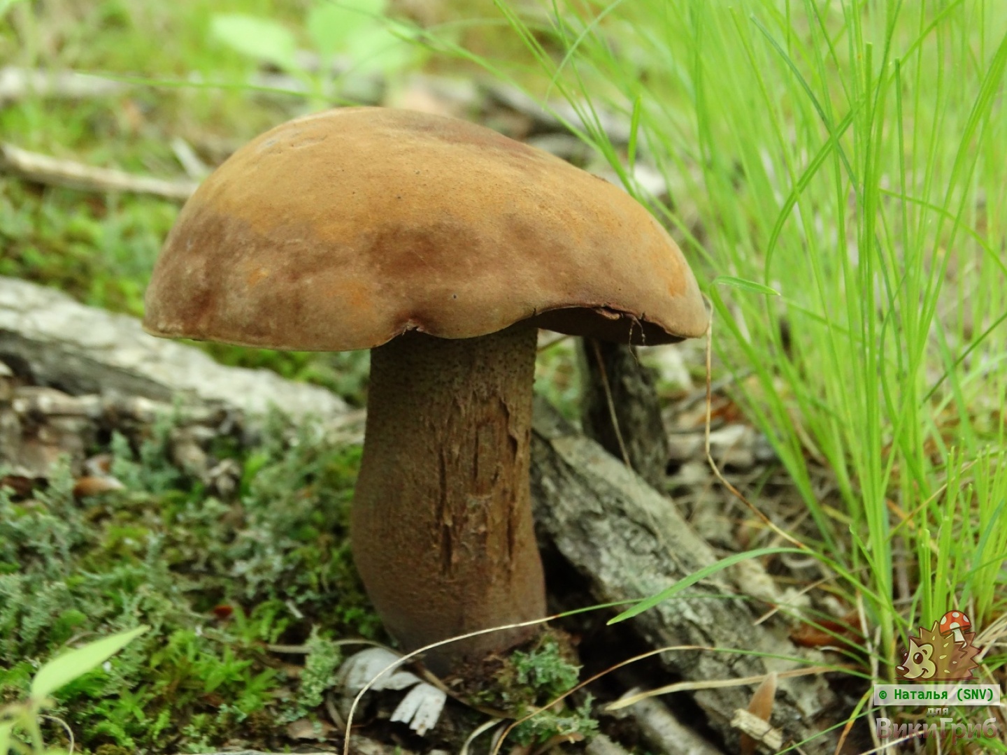 Суториус особенный (Sutorius eximius) фото и описание