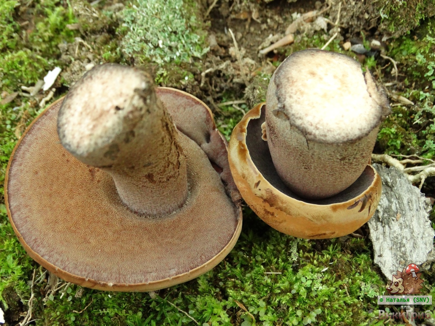 Суториус особенный (Sutorius eximius) фото и описание