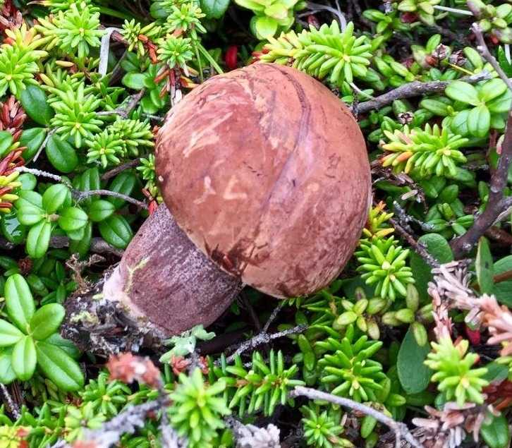 Суториус особенный (Sutorius eximius) фото и описание