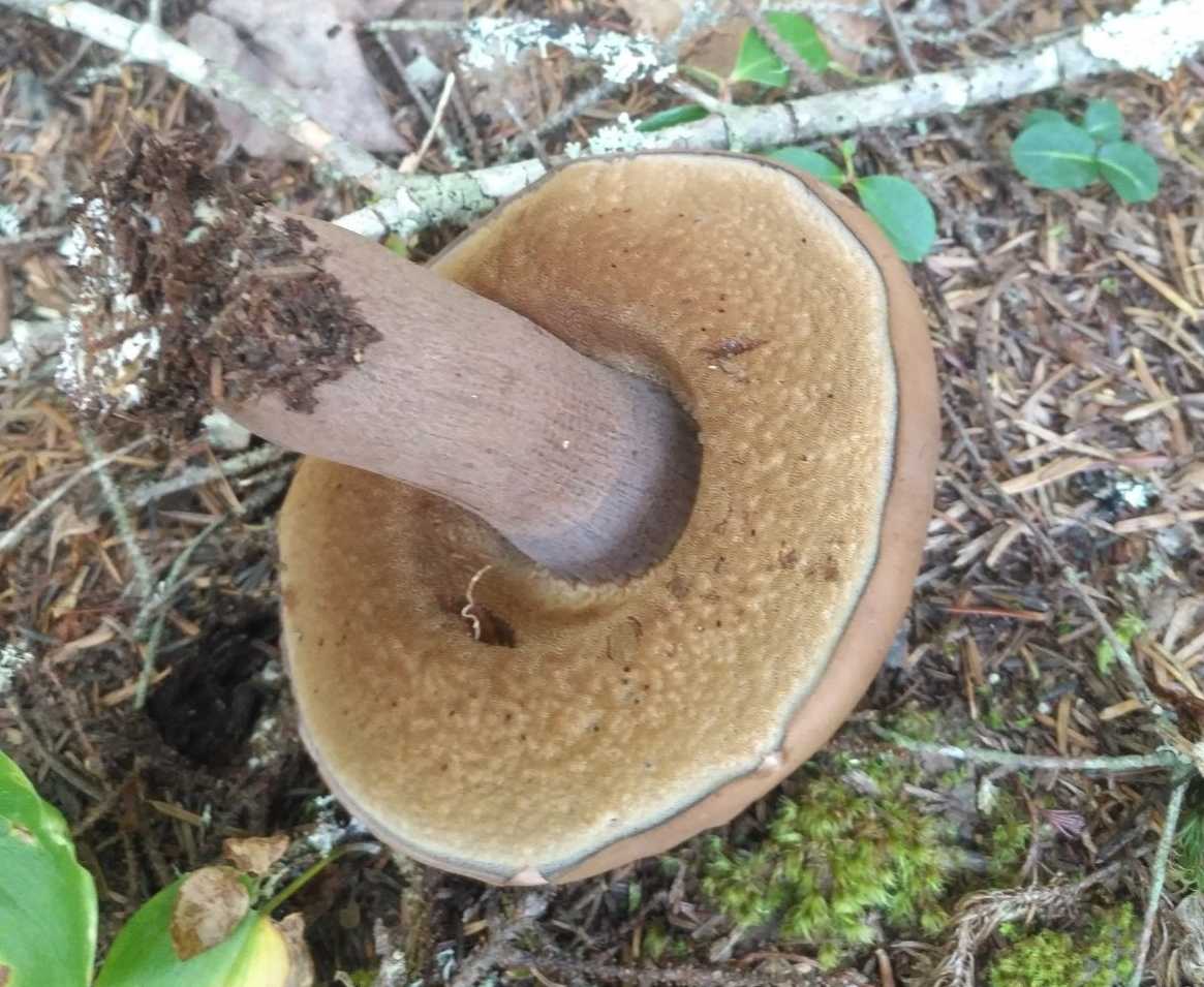 Суториус особенный (Sutorius eximius) фото и описание