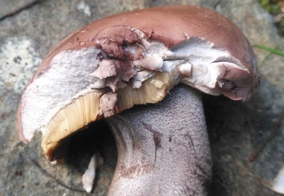 Суториус особенный (Sutorius eximius) фото и описание