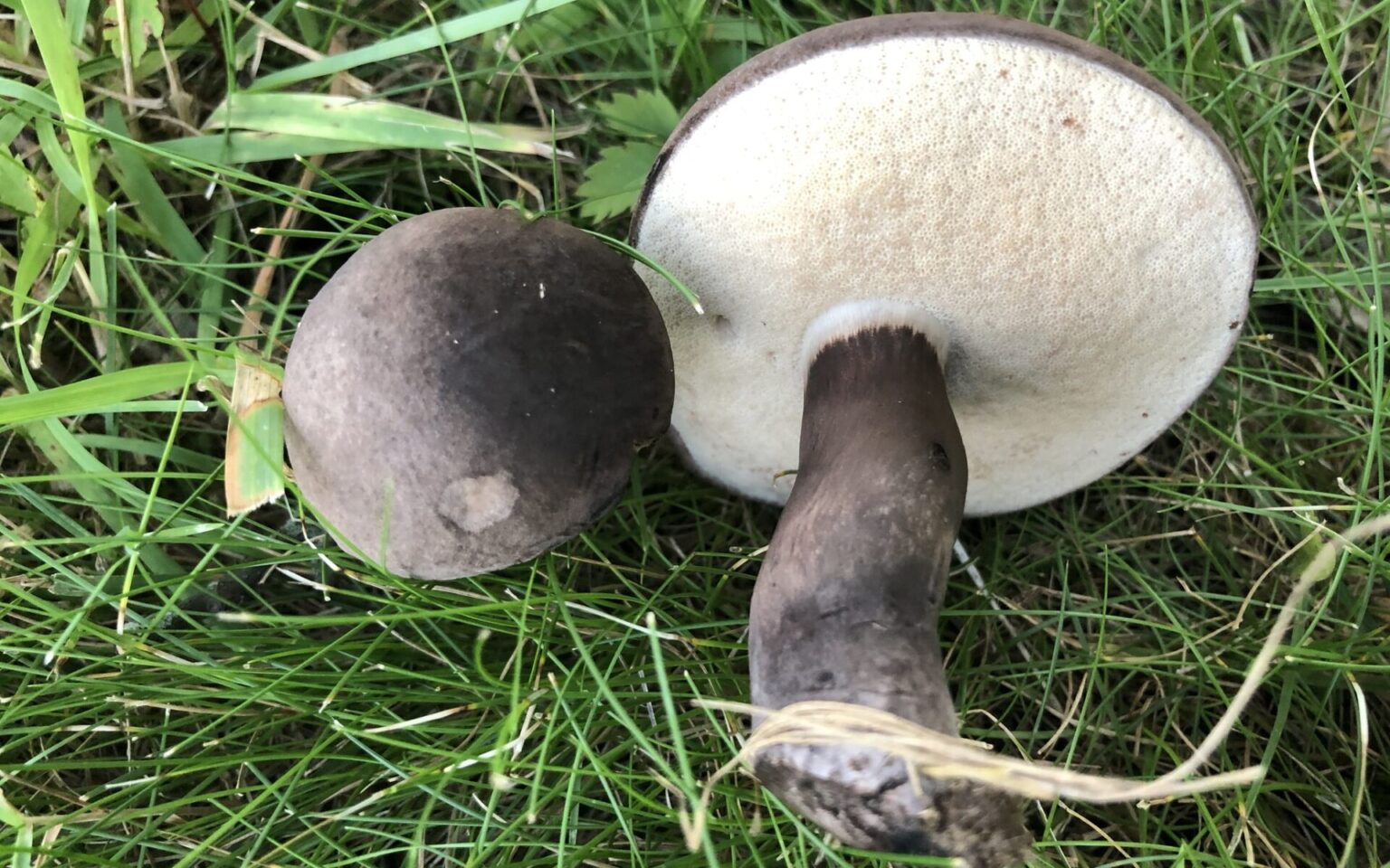Тилопил чёрно-бархатный (Tylopilus alboater) фото и описание