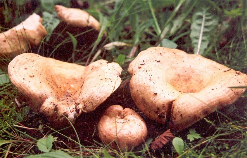 Груздь дубовый (Lactarius zonarius) фото и описание