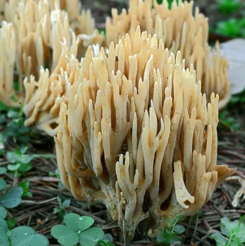 Рамария обыкновенная (Ramaria eumorpha) фото и описание