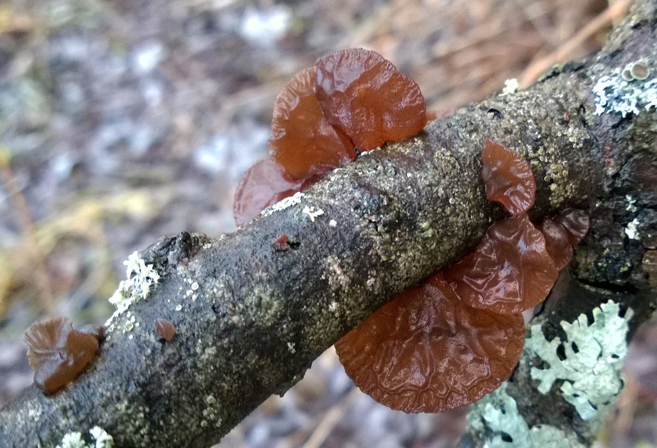 Эксидия сжатая (Exidia recisa) фото и описание